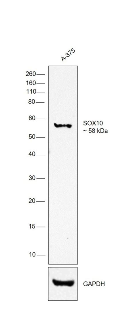 Sox10 Monoclonal Antibody 20b7 Ebioscience Invitrogen 25 μg