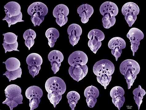 Foraminifera Fossils My Xxx Hot Girl