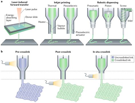 Biofabrication Strategies For 3d In Vitro Models And Regenerative Medicine Pmc