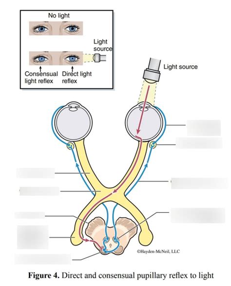 Direct And Consensual Pupillary Reflex To Light Diagram Quizlet