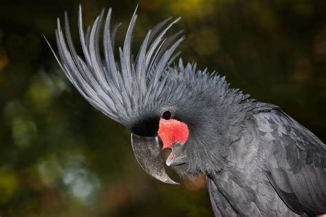 Black Palm Cockatoo Price Plus Amazing Facts About The Black Palm