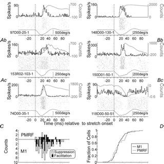 Stimulation Effects In PMRF A Download Scientific Diagram