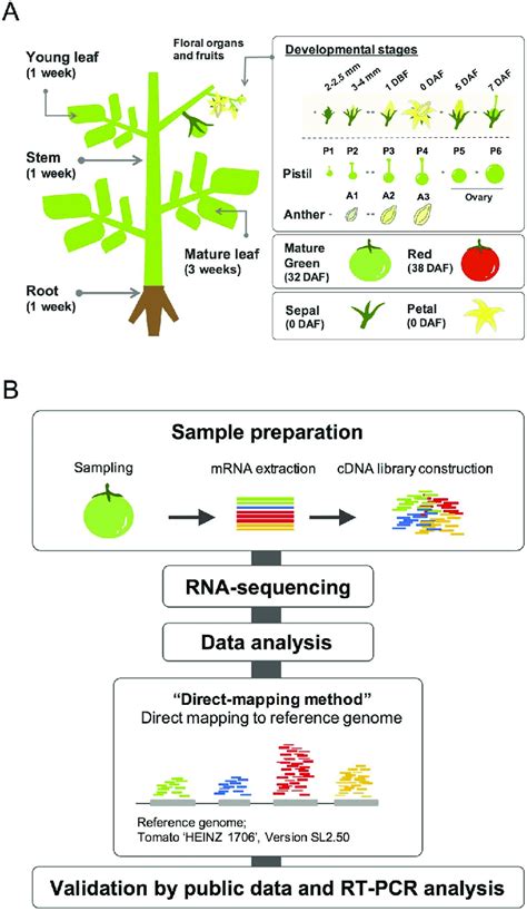 Experimental Design For Rna Seq Analysis A The 17 Samples Used For Download Scientific Experimental Design For Rna Seq Analysis A The 17 Samples Used For Download Scientific