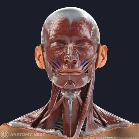 Levator Anguli Oris Anatomy App