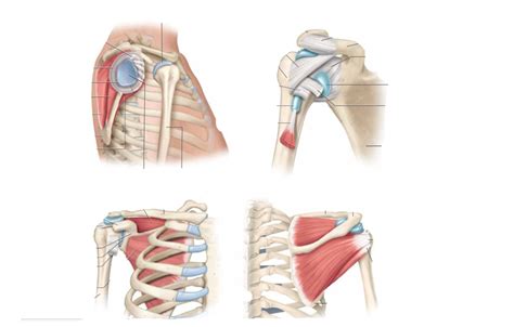 Bio 201 Shoulder Joint Diagram Quizlet