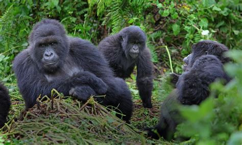 Gorilla Families In Bwindi Impenetrable National Park Gorilla Trekking
