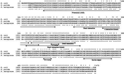 Sequence Alignment Of Dnab Proteins From Different Bacteria Alignment