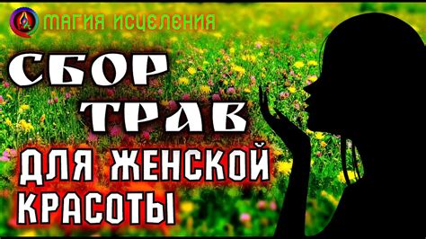 Травы для женщин, сбор трав для женской красоты | Травяной чай, какие ...