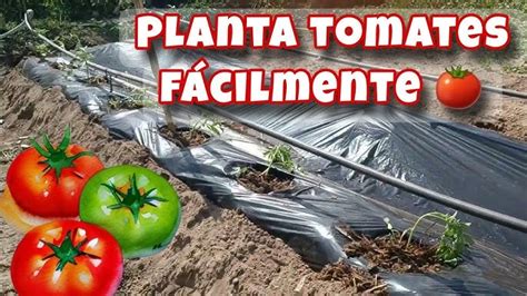 Huertos Elevados Para Tomates Su Propio Cultivo Servicio De