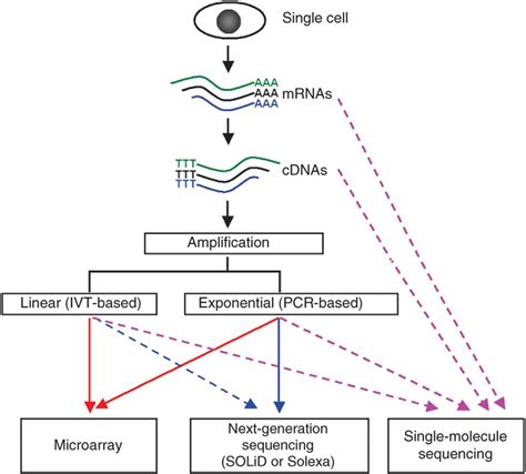 Strategies For Single Cell Transcriptome Analysis Solid Lines Represent Download Scientific