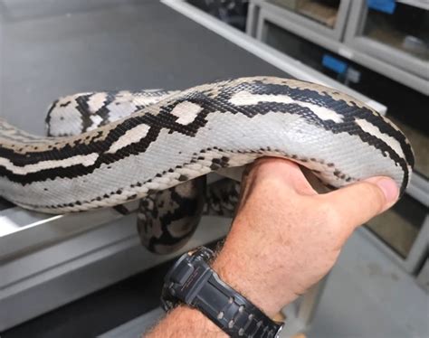 Breedable Ocelot Het Purple Indo Reticulated Python By Aandbexotics
