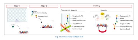 多因子筛选与鉴定——luminex技术