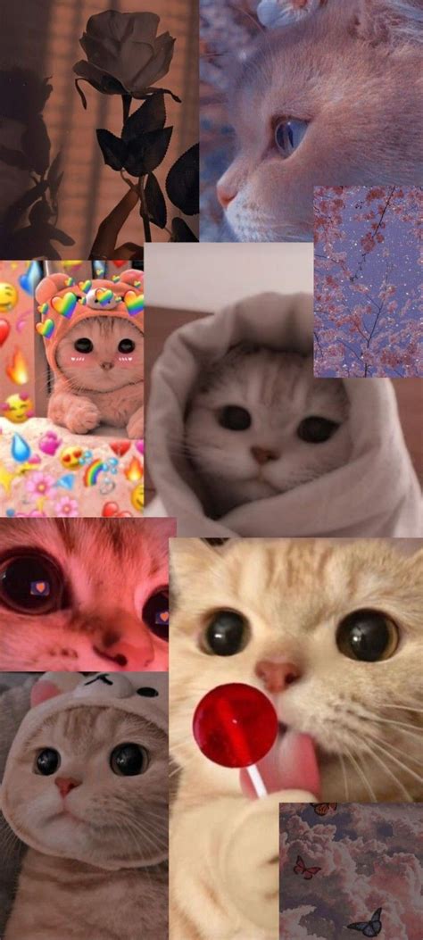 Классные обои с котиками
