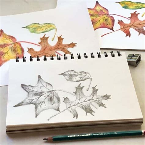 Draw Easy Fall Leaves Step By Step Realistic Autumn Leaf Sketch Artlooklearn Com