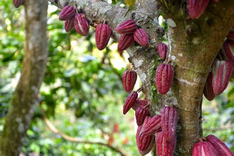 11 Cocoa Pebbles Nutrition Facts