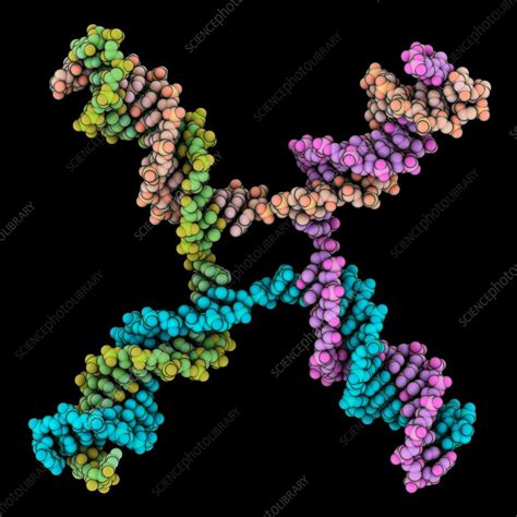 Dna Holliday Junction Stock Image C0358041 Science Photo Library