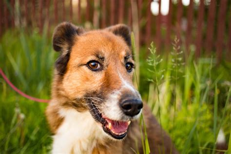 Петербупг ЛО Найда ищет дом Красивая элегантная собака спокойная и уравновешенная