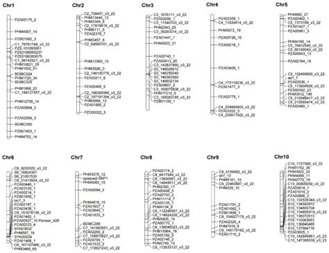 Low Density Reference Fingerprinting Snp Dataset Of Cimmyt Maize Lines For Quality Control And