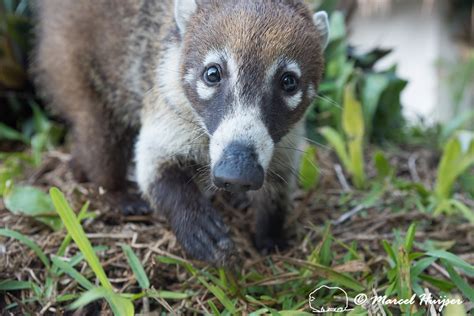 Marcel Huijser Photography Mexican Wildlife White Nosed Coati Nasua