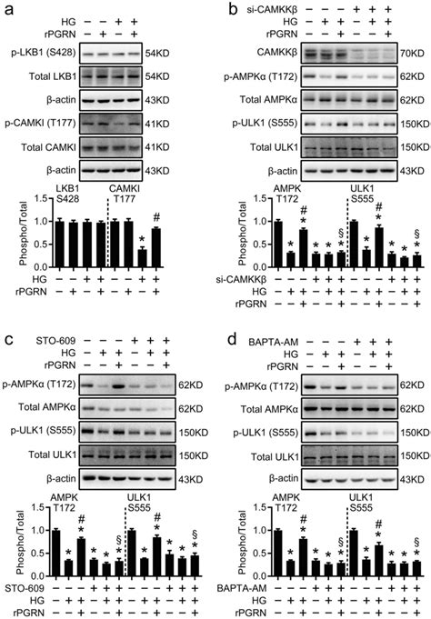 The Activation Of Camkk Was Required For Pgrn Mediated Ampk Signaling Download Scientific
