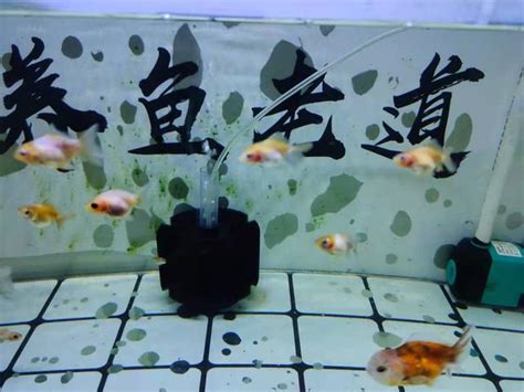 觀賞魚的食物大小和選擇規律，顆粒大小和飼料沉浮有何區別？ 每日頭條