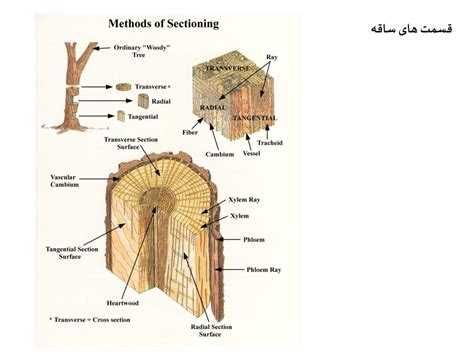Ppt گیاهشناسی 2 سیستماتیک Powerpoint Presentation Free Download Id