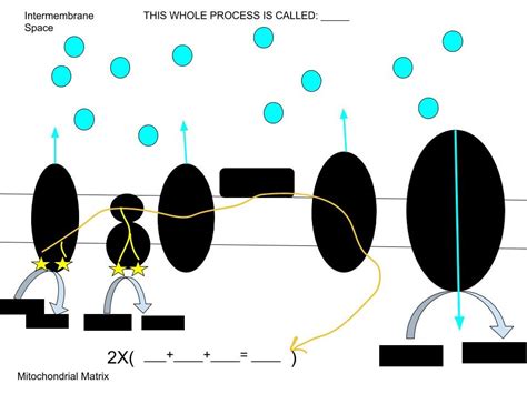 Cell Resp 9 Diagram Quizlet