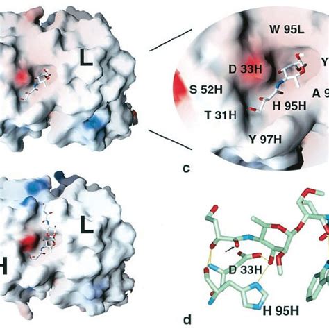 Protein Carbohydrate Interactions The Molecular Surface Colored Download Scientific Diagram