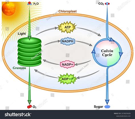 Location Of Calvin Cycle In Chloroplast