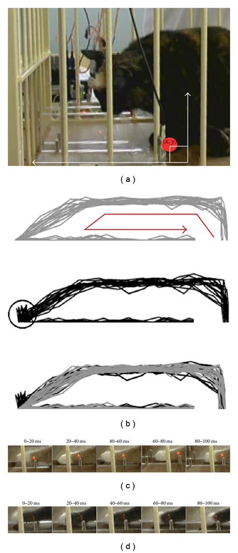 Kinematic Analysis Of Task Performance Frame By Frame Analysis Was