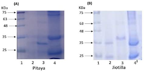 Polyacrylamide Gel Electrophoresis Profile In 10 Sds Page A Pitaya
