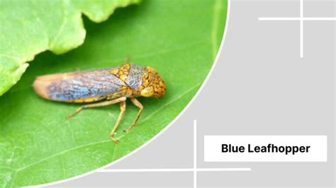 17 Types Of Leafhopper Identification With Pictures