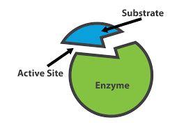 MCAT BIOLOGICAL MOLECULES ENZYME STRUCTURE AND FUNCTIONS Diagram Quizlet