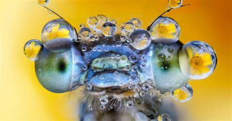 Extreme Close Up Photography Shows Insects And Nature In Unprecedented