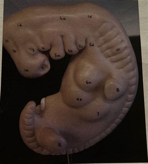 Label The Features Of The Developing Embryo