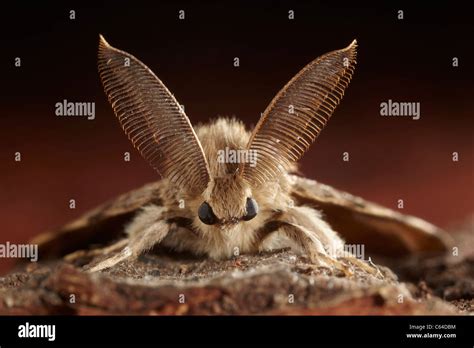 Gypsy Moth Lymantria Dispar Dispar Male Stock Photo Alamy