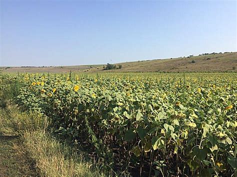 На Николаевщине полицейские нашли 2 тысячи кустов конопли выросших на поле подсолнечника
