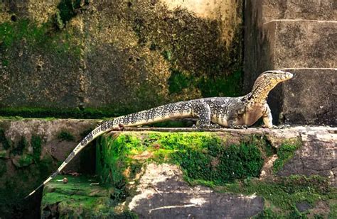 Monitor Lizard Description Habitat Image Diet And Interesting Facts