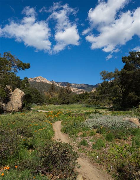 Explore Native California Plants And Habitats At Santa Barbara Botanic