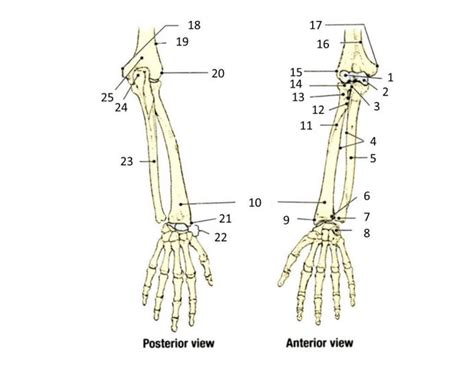 Forearm Skeleton Quiz