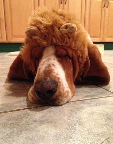 Sleeping Basset Hound Rsleepinganimals