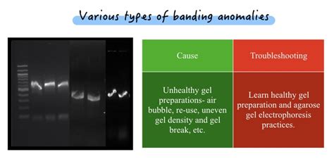 Common Issues In Dnarna Gel Electrophoresis And Troubleshooting Genetic Education