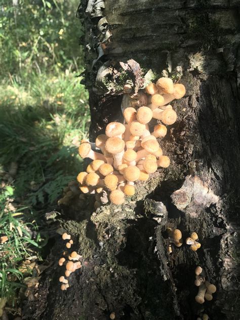 3 C16598 D 2 E1 E 49 D8 8 E0 B F66 Bac556 Bcf — Postimages