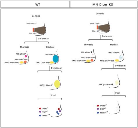 Summary Of Motor Neuron Phenotypes In Conditional Dicer Ko Embryos