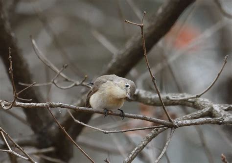 2025年1月3日 金 清瀬金山緑地公園の野鳥観察記録 by WoodNote ZooPicker