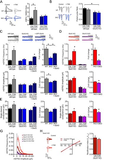 Synaptic Plasticity Through Activation Of Glua3 Containing Ampa Receptors Elife