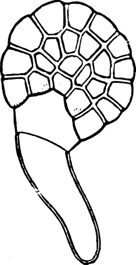 Germinating Spore Of The Common Polypody Vintage Illustration 13705140