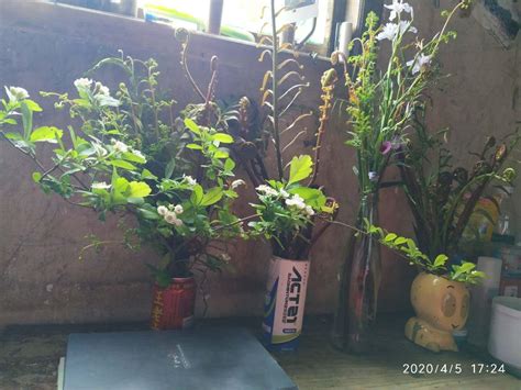 《四小只的春游记 居家发霉后的第二次采蕨采菇》 知乎