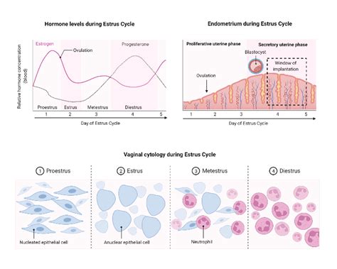 The Estrus Cycle Of Mice Biorender Science Templates