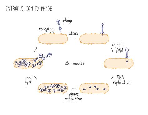 Crispr Cas Genome Editing Revolution By Rodolphe Barrangou